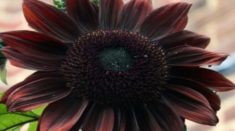 Chocolate Sunflowers Will Add A Bold Pop Of Color In Your Garden ...